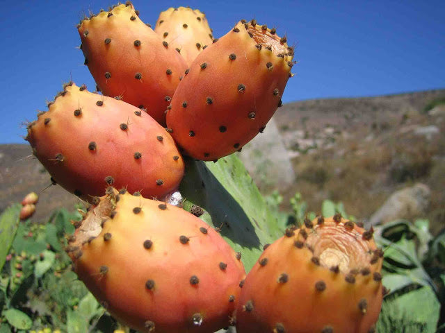 Prickly pear extract – Bioaroma Crete